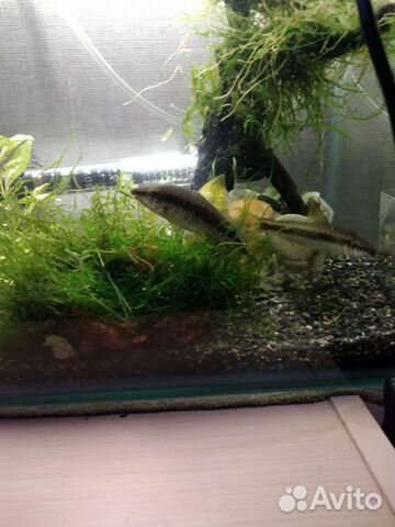 Водорослеед