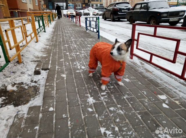 Небольшая квартирная собачка