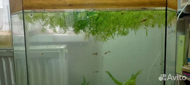 Аквариум с рыбками, улитками, роголистник, Аква гр