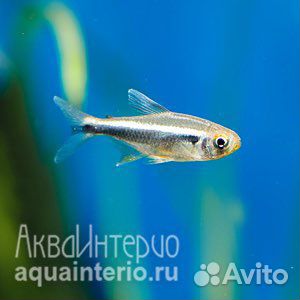 Аквариумные рыбки черный неон, сомики