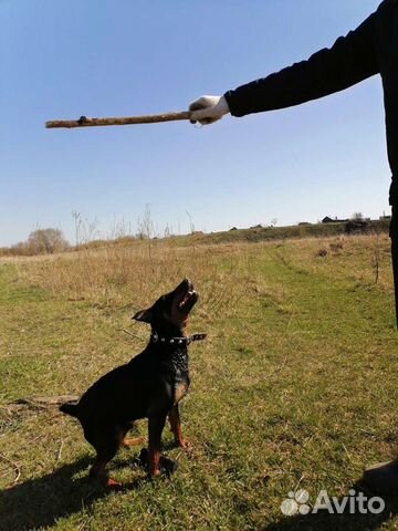 Ягдтерьер вязка