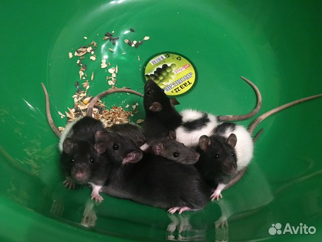 Крыски ручные