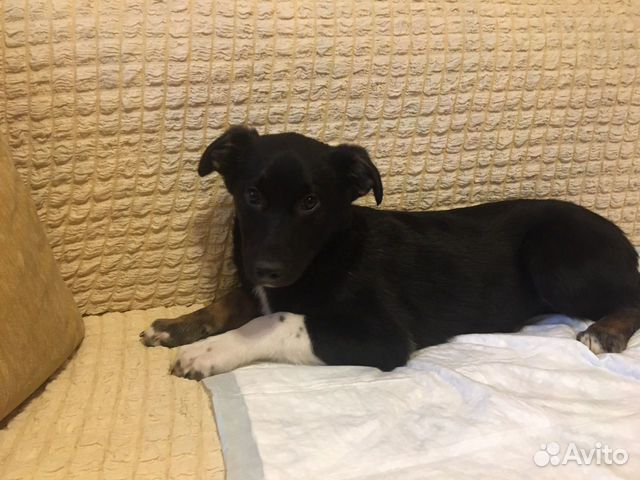 Собака, щенок, Джуля 4,5 мес