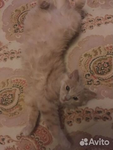 Котенок девочка 3 мес