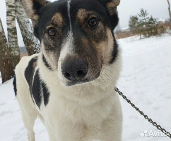 Молодой собаке нужна любящая семья