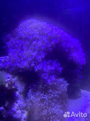 Продам или обменяю Ксению пульсирующую