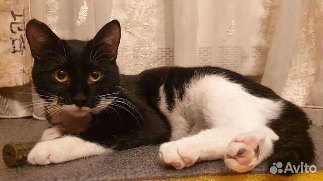 Котёнок девочка Манюня ищет дом
