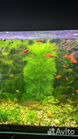 Роголистник Мексиканский. Амбулия