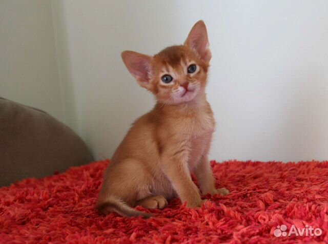 Абиссинская лисичка