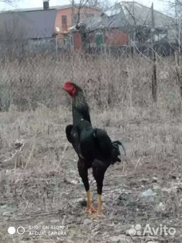 Продается петух кореец 9 месяцев