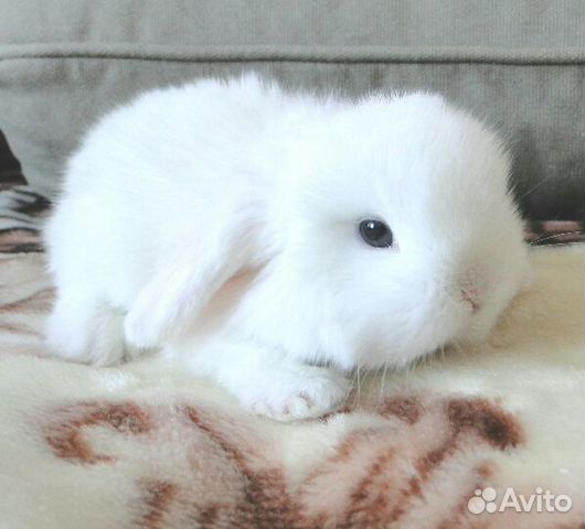 Королевский крольченок для настоящих ценителей