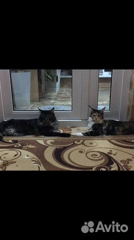 Мэйн Кунята