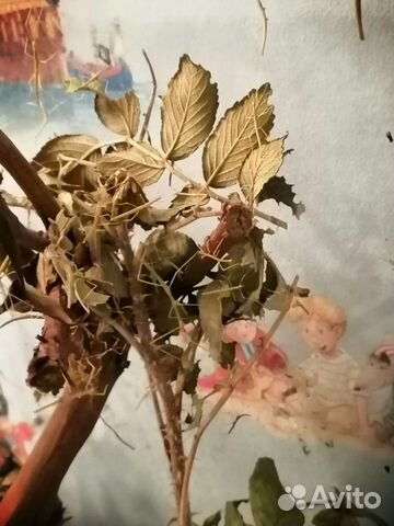 Палочник аннамский