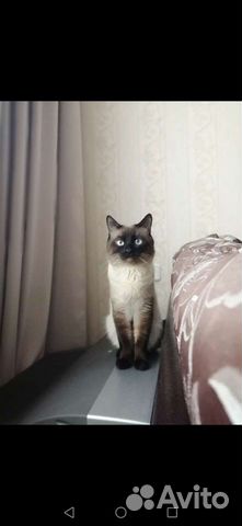 Отдам сиамского котика