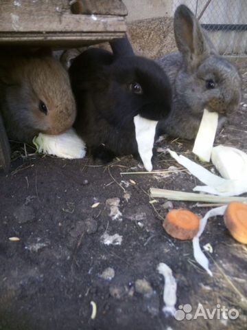 Кролики (крольчата)