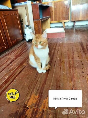 Кошки и коты на усыпление