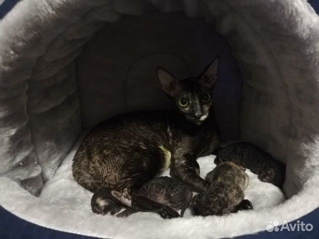 Котята корниш-рекс