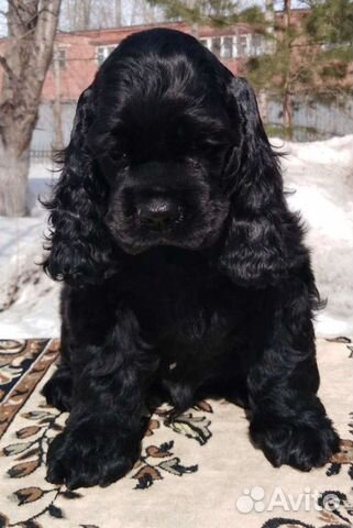 Щенок Американский Кокер-спаниель