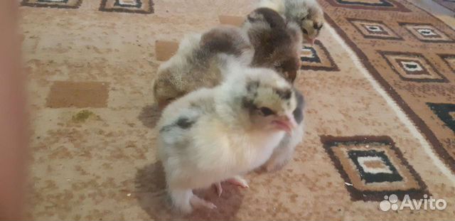 Суточные Цыплята брама