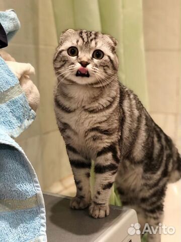 Кот на вязку