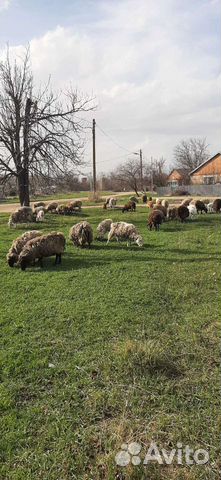 Продаются овцы