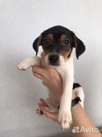 Щенок дрт Мальчик