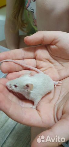 Декоративные мышки