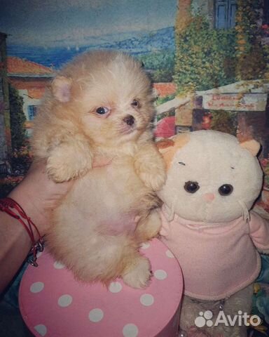 Плюшевый медвежонок малыш померанского шпица