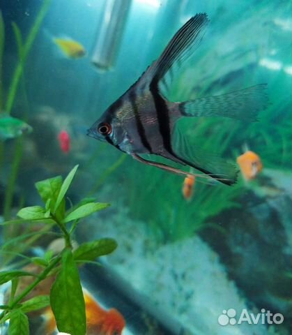 Скалярия вуалевая