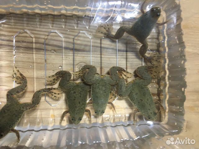 Шпорцевые лягушки