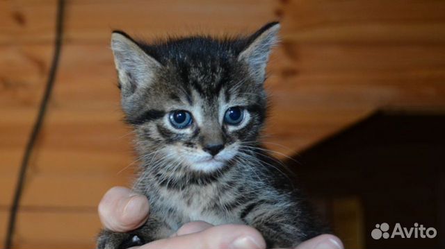 Кошечка в добрые руки