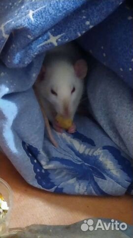 Крыса дамбо с клеткой