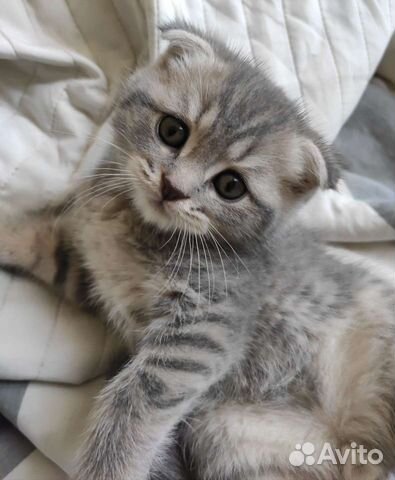 Шотландский котенок вислоухий