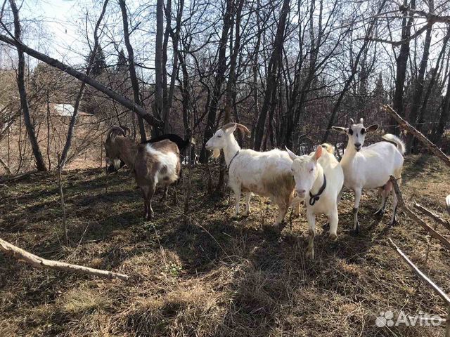 Коза и телка