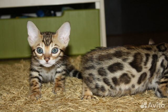 Бенгальские котята продажа