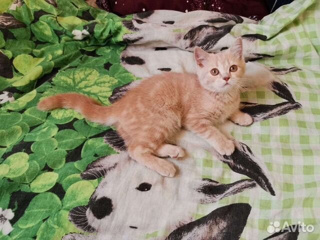 Шотландская клубная кошечка