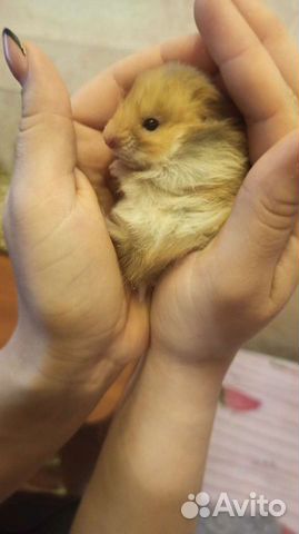 Сирийский хомяк