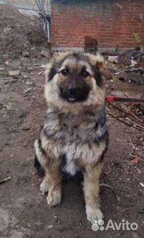 Щенок кобель фенотип овчарки