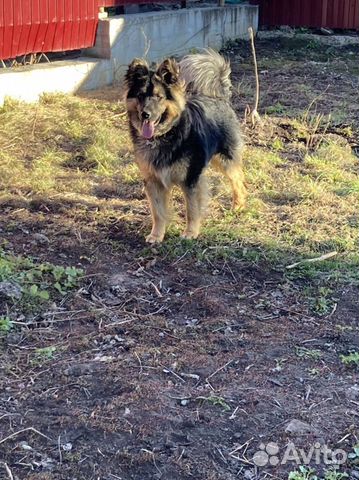 Щенок в добрые руки бесплатно