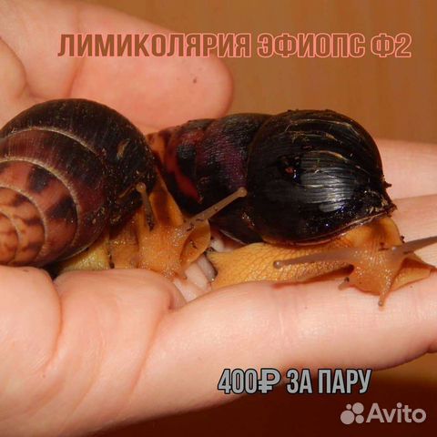 Улитка Лимиколярия эфиопс