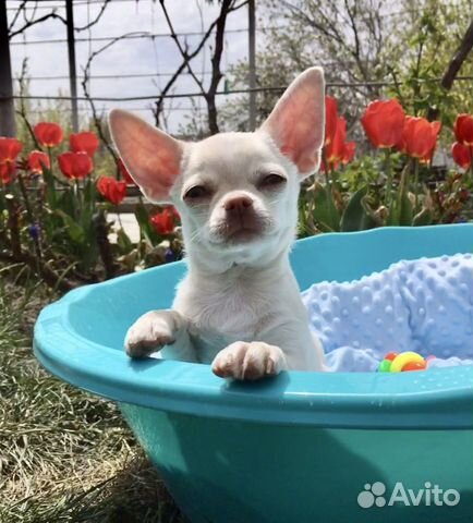 Джонни Депп