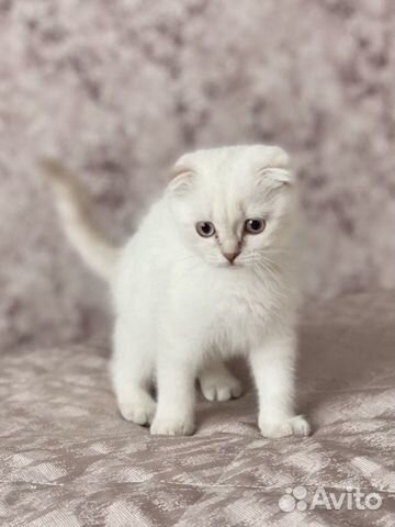 Шотландский котенок