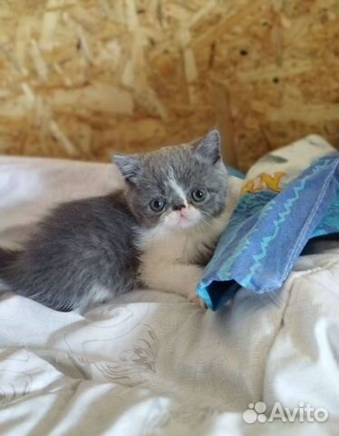 Экзотическая