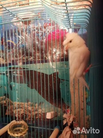 Канарейка самка в зрослая 1.5.г здоровая не больна