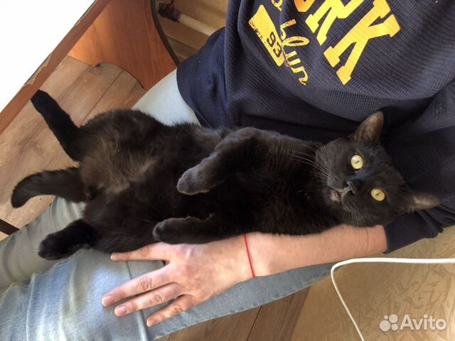 Котики бесплатно в добрые руки