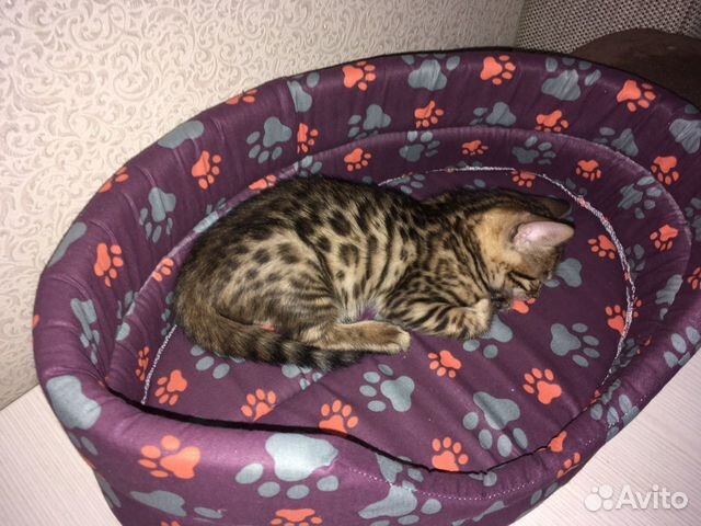 Бенгальская малышка