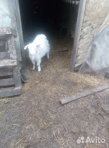 Козочка зааненская