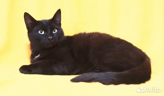 Кошка в дар