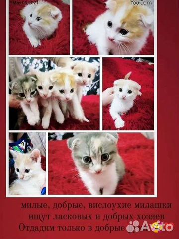 Вислоухие Котята в добрые руки бесплатно