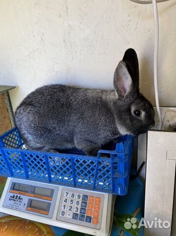 Кролик рабочий самец евро шиншилла